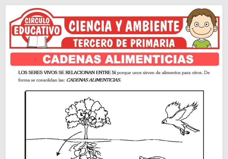 Cadenas Alimenticias para Tercero de Primaria – Fichas GRATIS