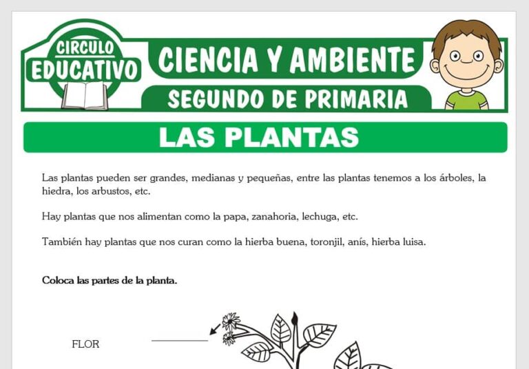 La Planta y sus Partes para Segundo de Primaria – Fichas GRATIS